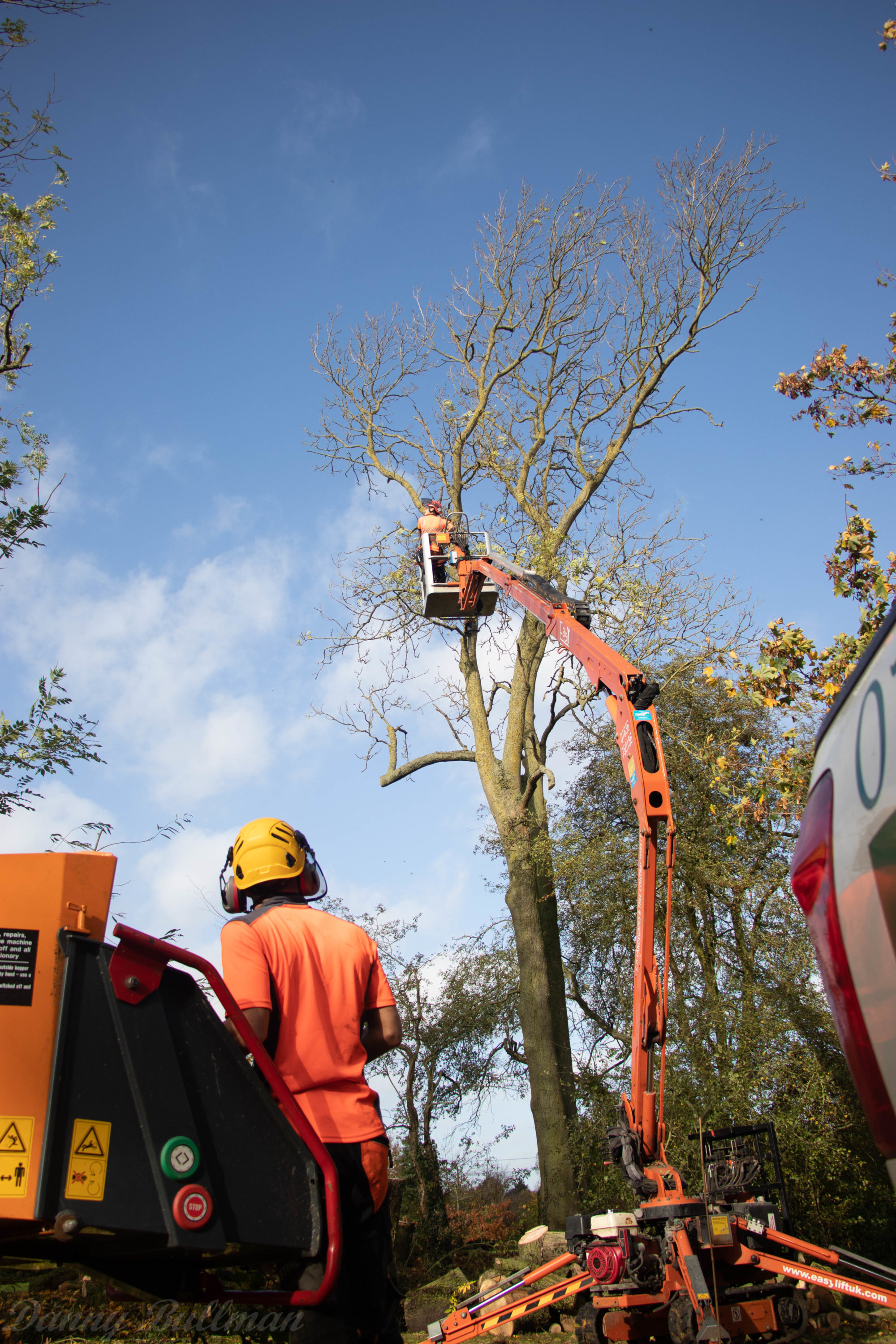 Does My Tree Need Reducing? | Directree