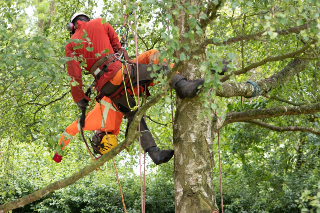 Tree Surgery and Aerial Tree Rescue | Directree