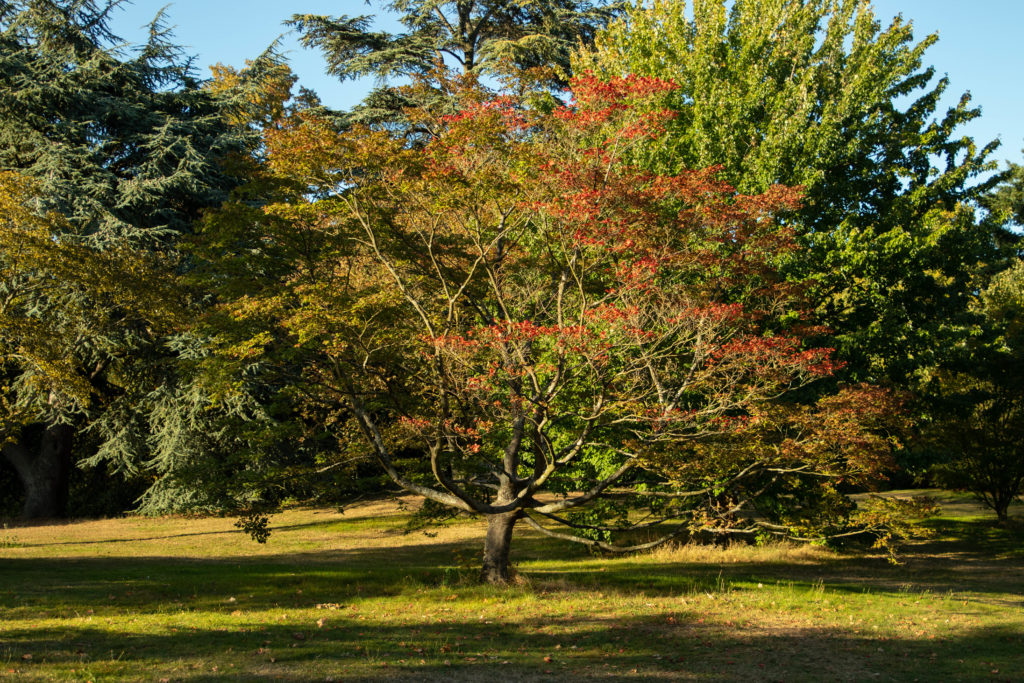 Downy Japanese Maple - Acer japonicum | Directree