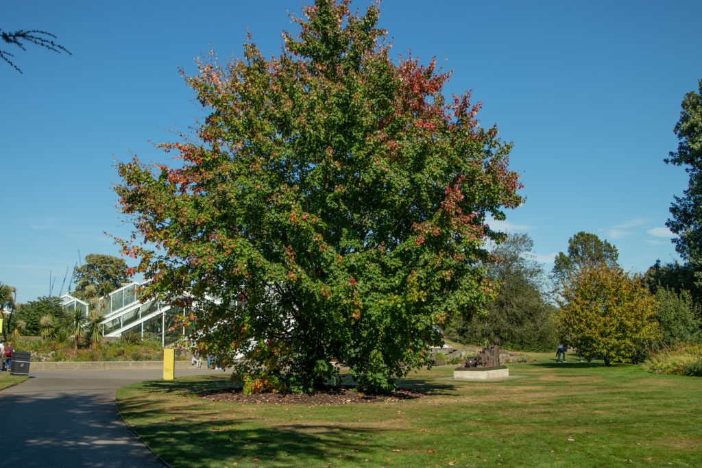 Red Maple - Acer Rubrum | Directree