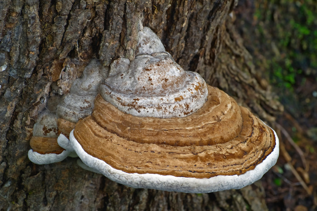 Artist's Fungus - Ganoderma applanatum | Directree