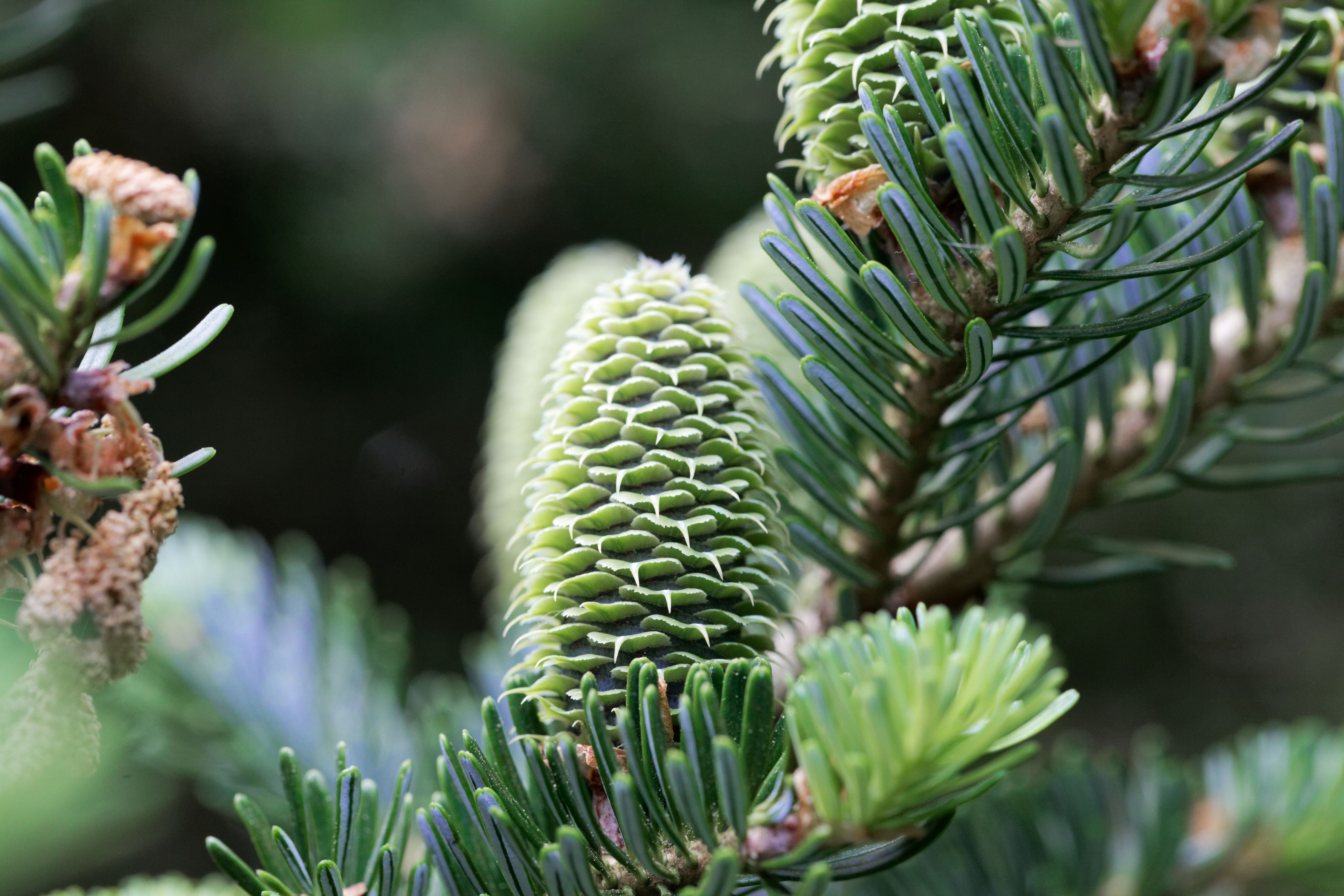 What Christmas Tree Is Right For Me Directree What Christmas Tree Is Right For Me Directree