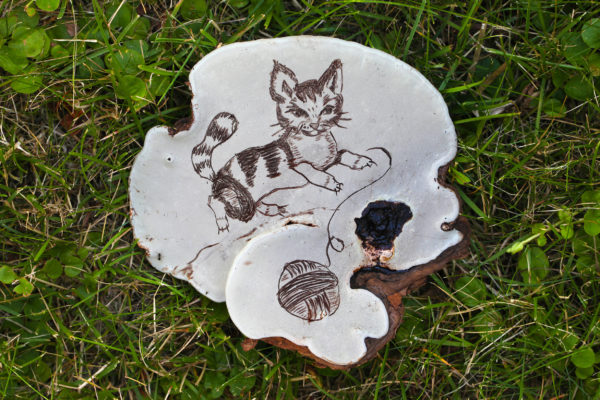 Artist's Fungus - Ganoderma applanatum | Directree