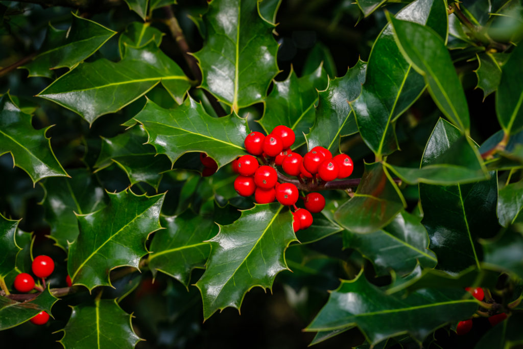 Types Of Holly Leaves Printable Templates Free
