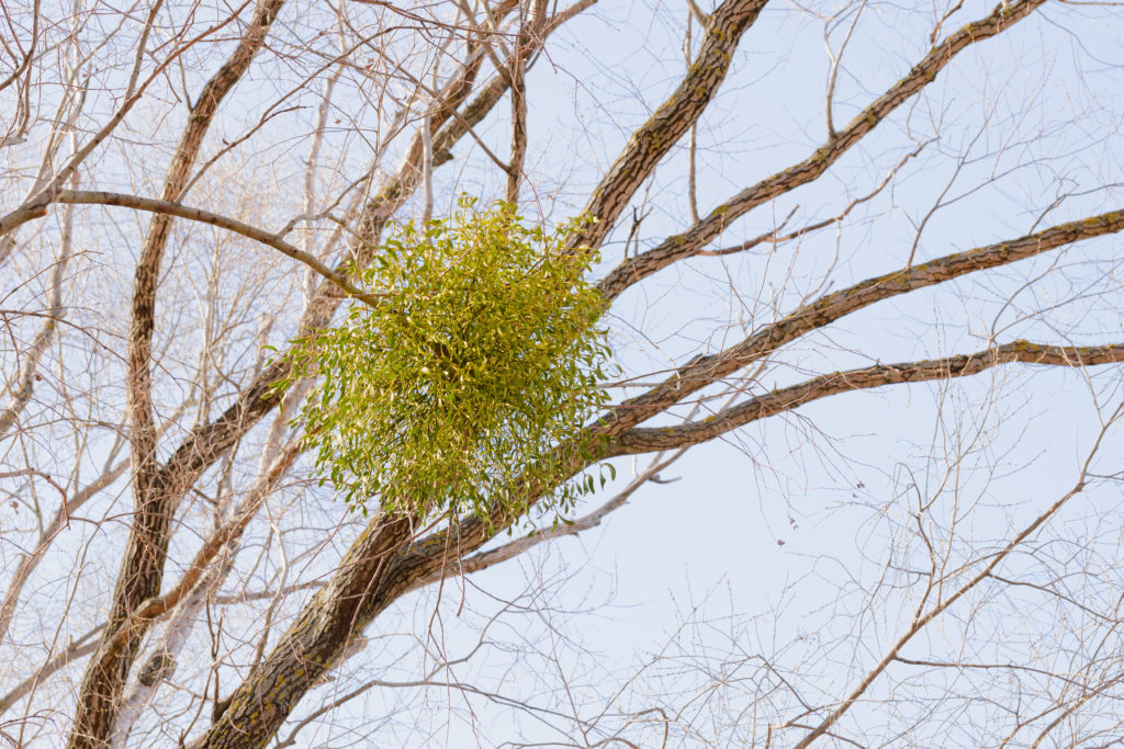 Mistletoe - Viscum album | Directree