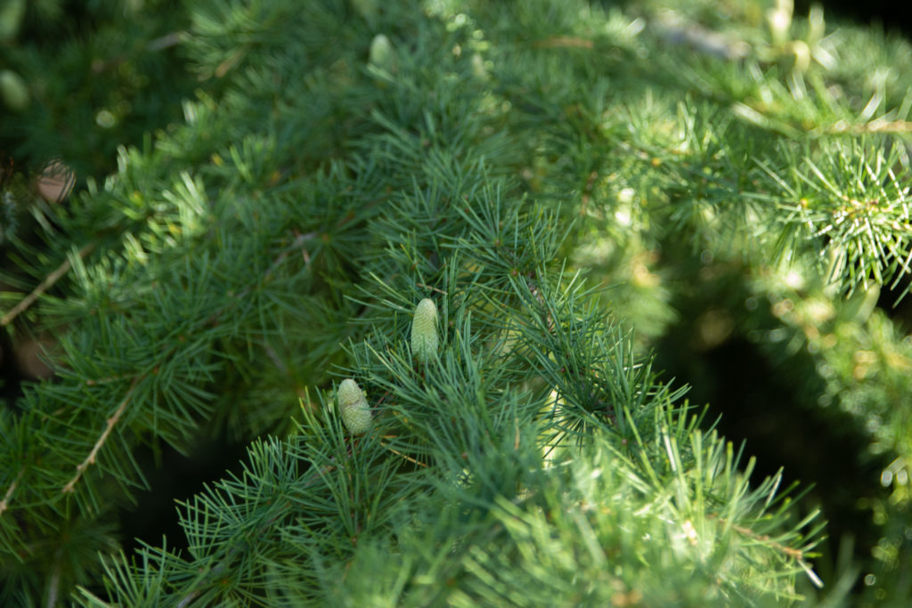 Atlas Cedar - Cedrus atlantica | Directree