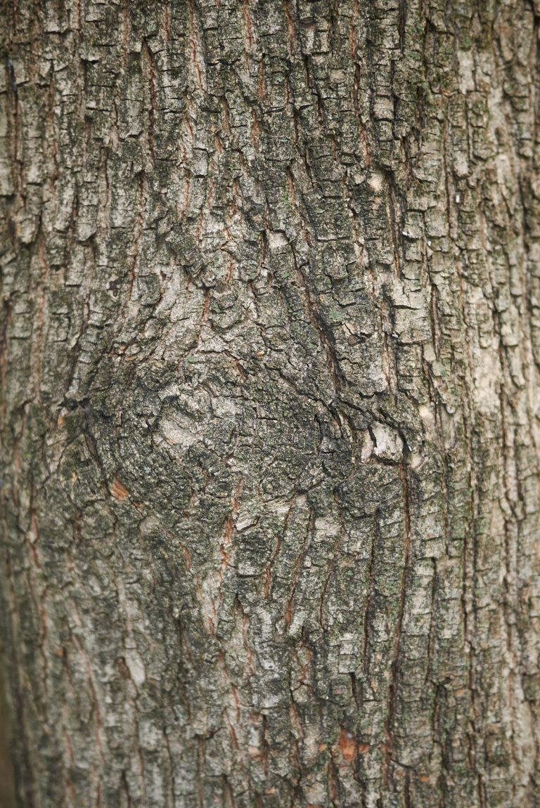 Field Maple - Acer campestre | Directree