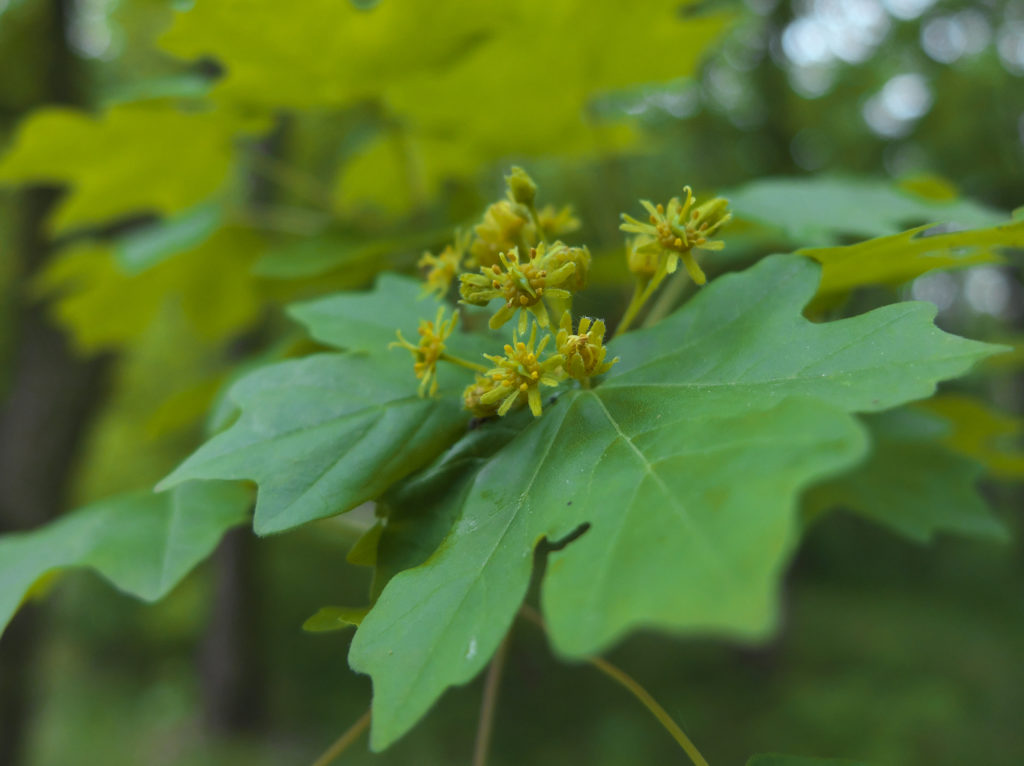Field Maple Flowers at Marion Akers blog