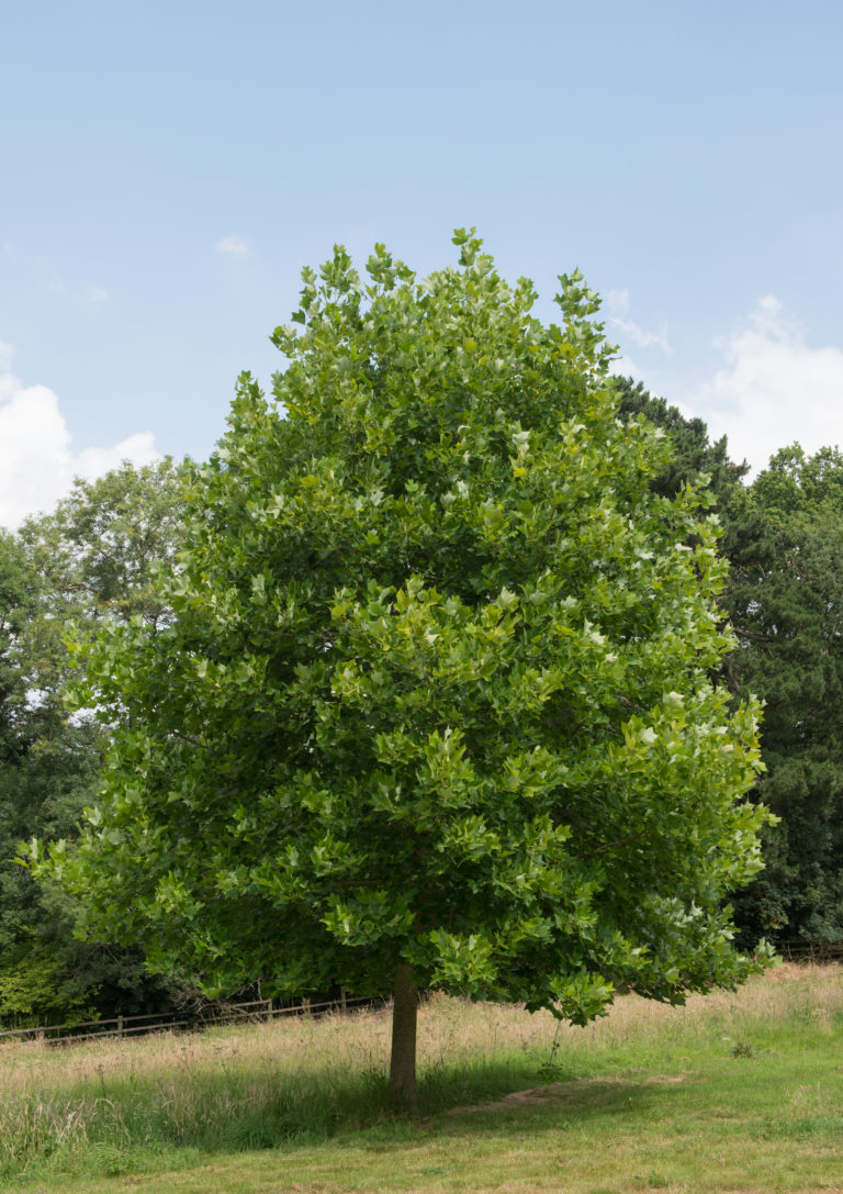 Common Lime - Tilia x Europaea | Directree