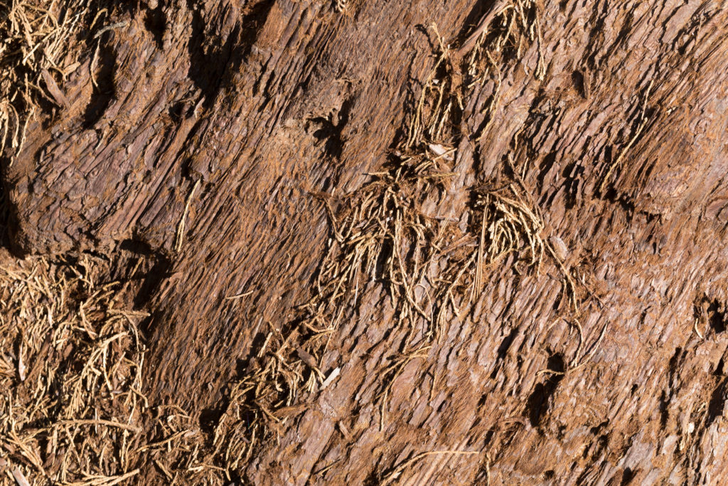 Wellingtonia - Sequoiadendron giganteum | Directree