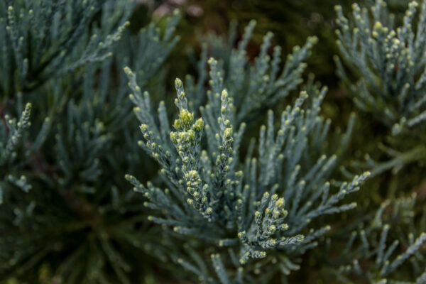 Wellingtonia - Sequoiadendron giganteum | Directree