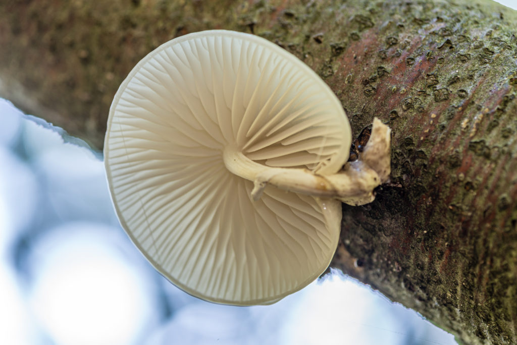 Porcelain Fungus - Oudemansiella mucida | Directree