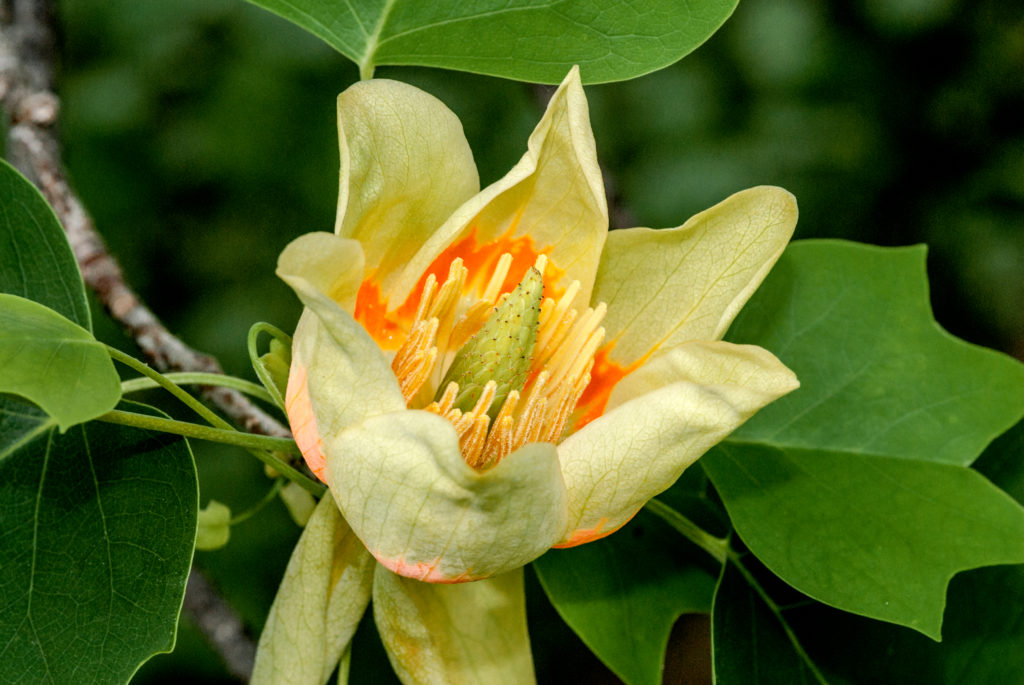 Tulip Tree - Liriodendron tulipifera | Directree