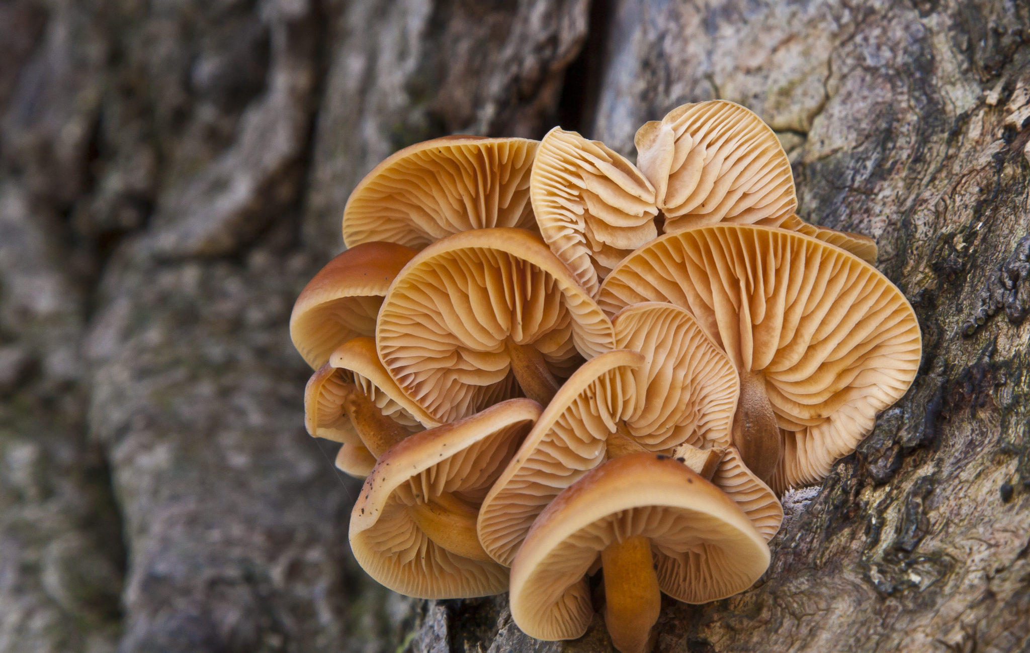 Velvet Shank - Flammulina velutipes | Directree