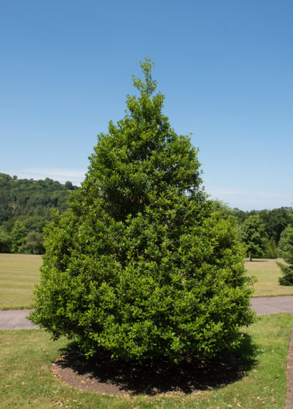 Common Holly - Ilex aquifolium | Directree