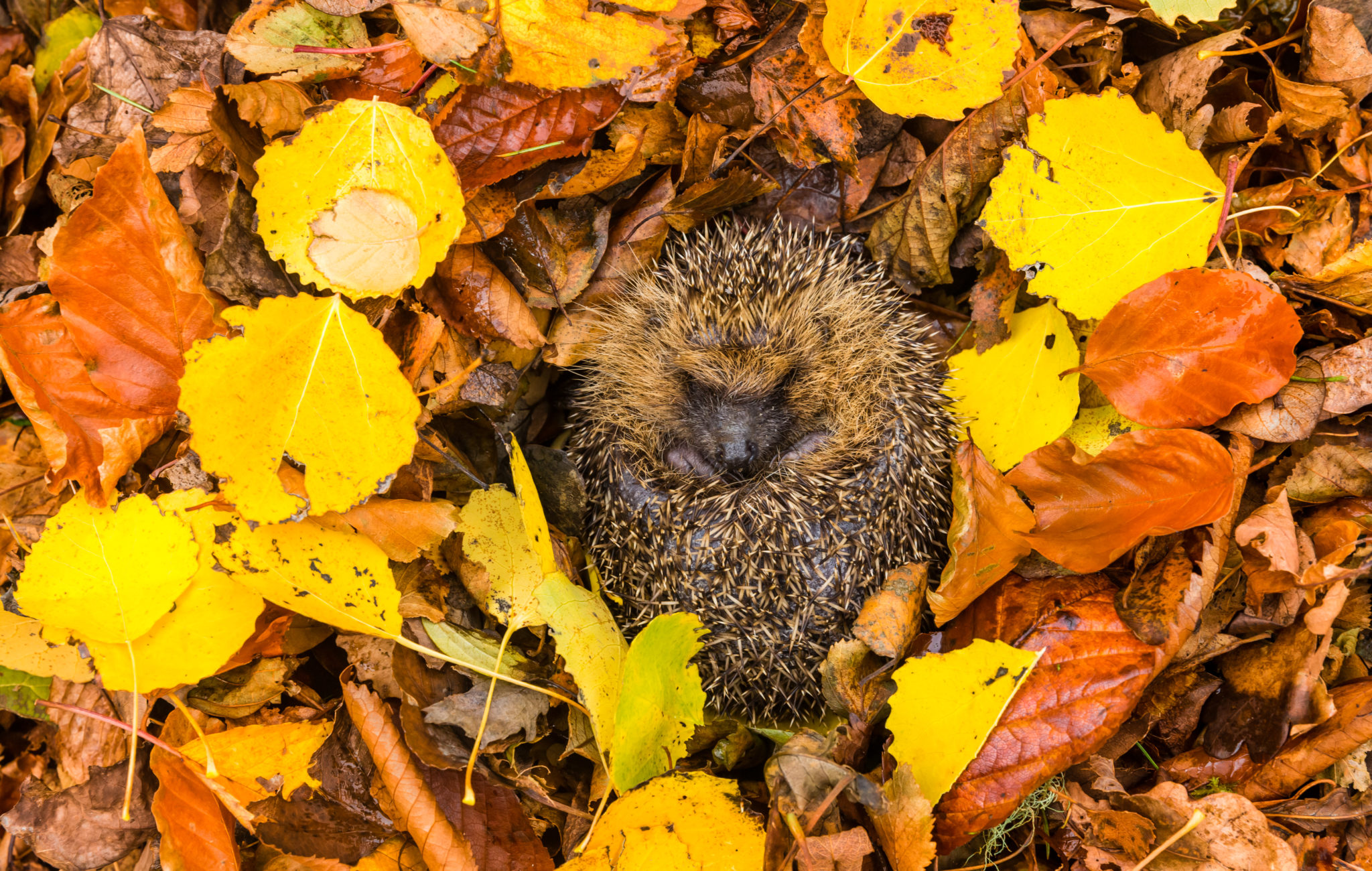 Hedgehogs and Hibernacula | Directree
