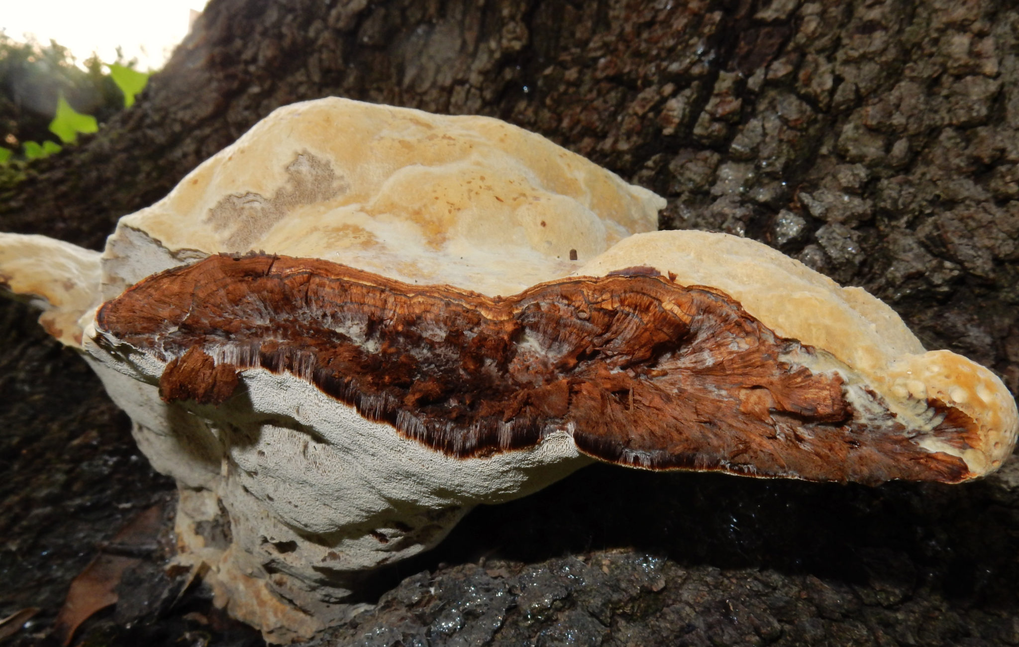 Oak Bracket - Pseudoinonotus dryadeus | Directree