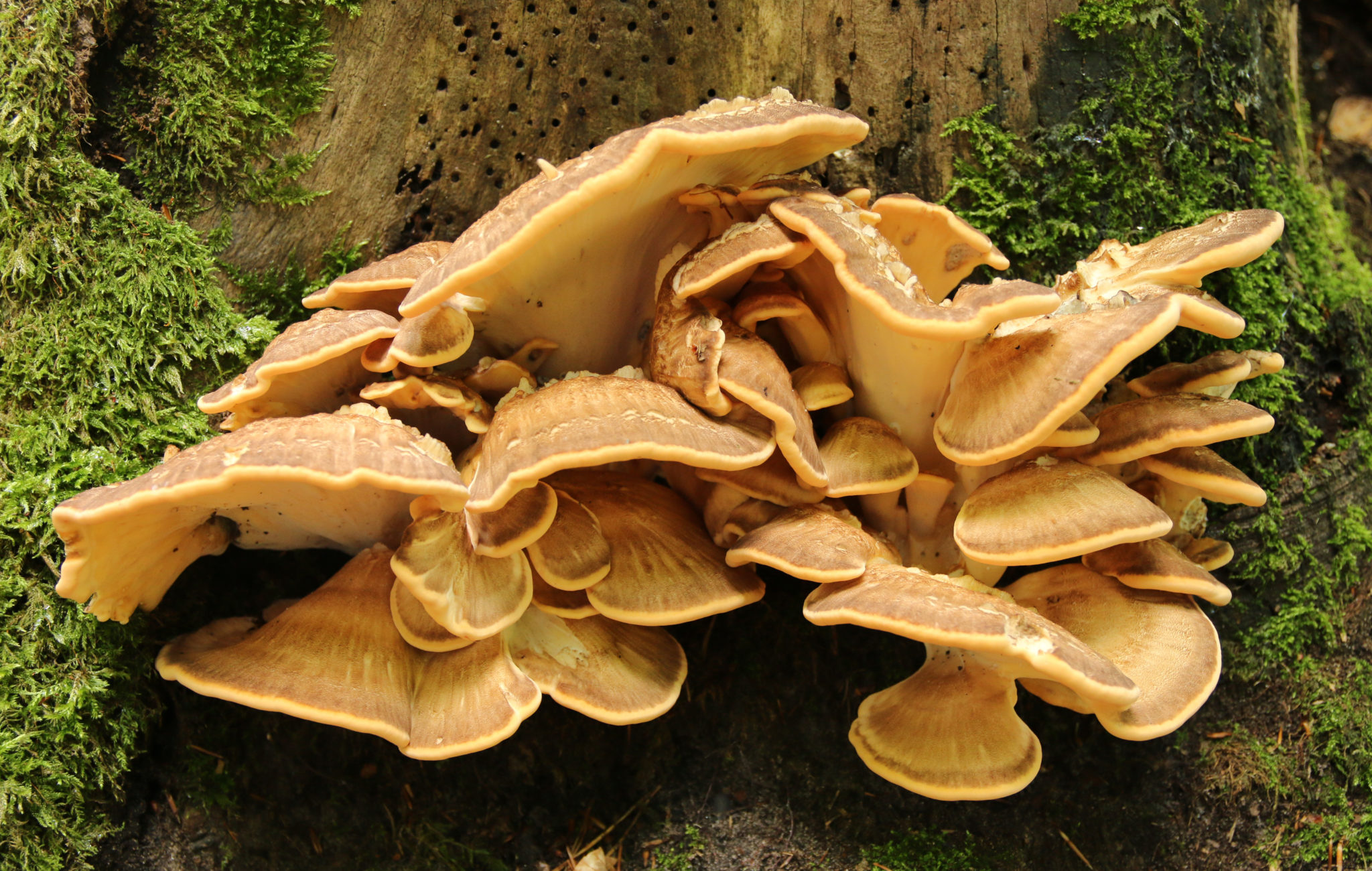 Giant Polypore - Meripilus giganteus | Directree