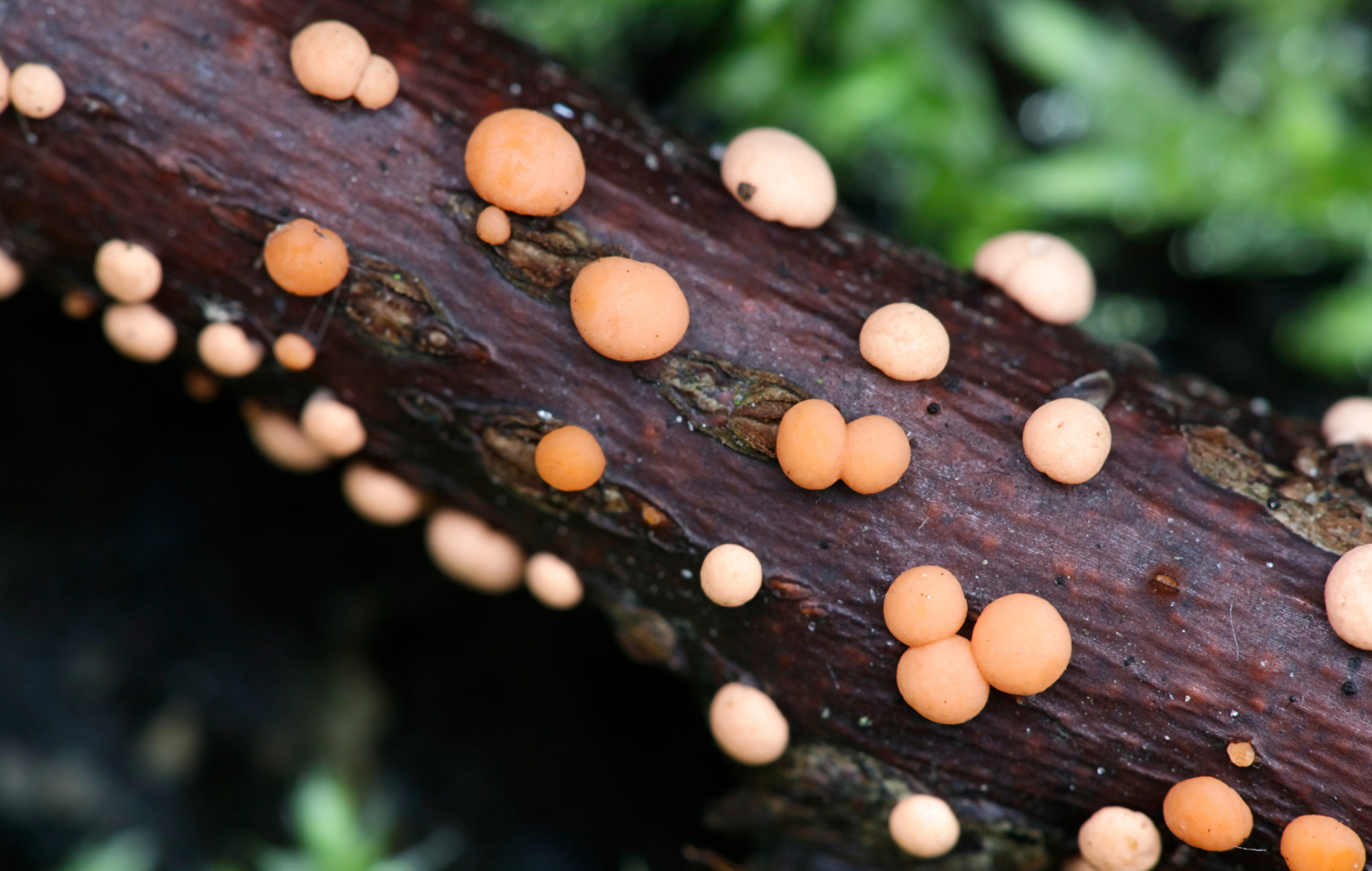 Coral Spot Fungus - Nectria cinnabarina | Directree