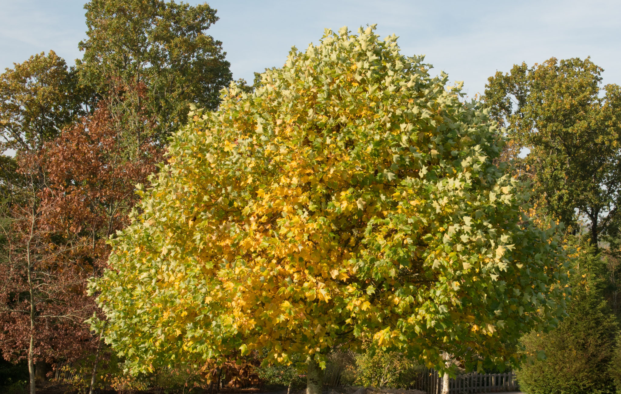 Tulip Tree - Liriodendron tulipifera | Directree