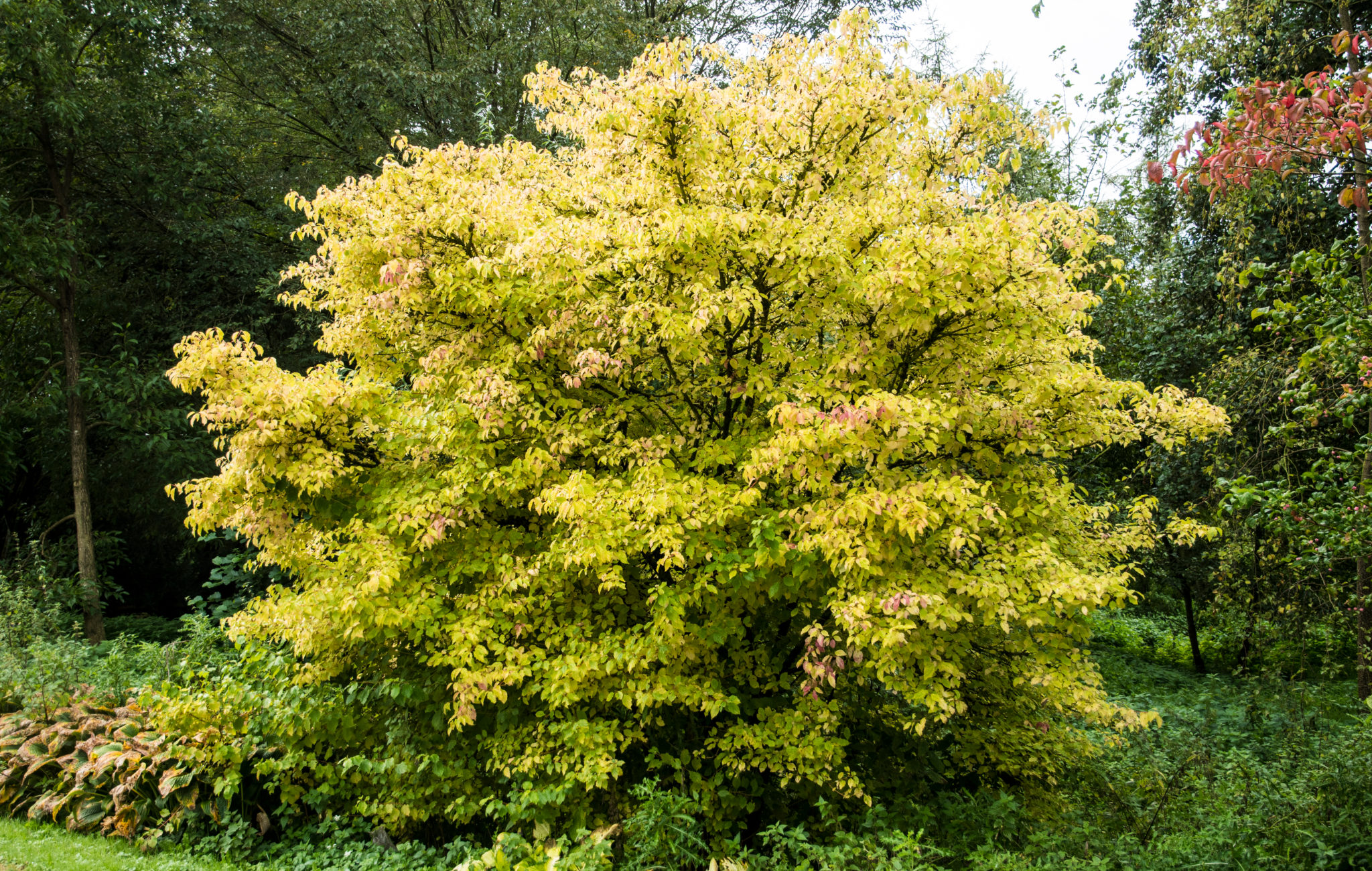 Dogwood - Cornus sanguinea | Directree