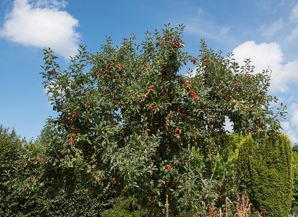 Crab Apple - Malus Sylvestris | Directree