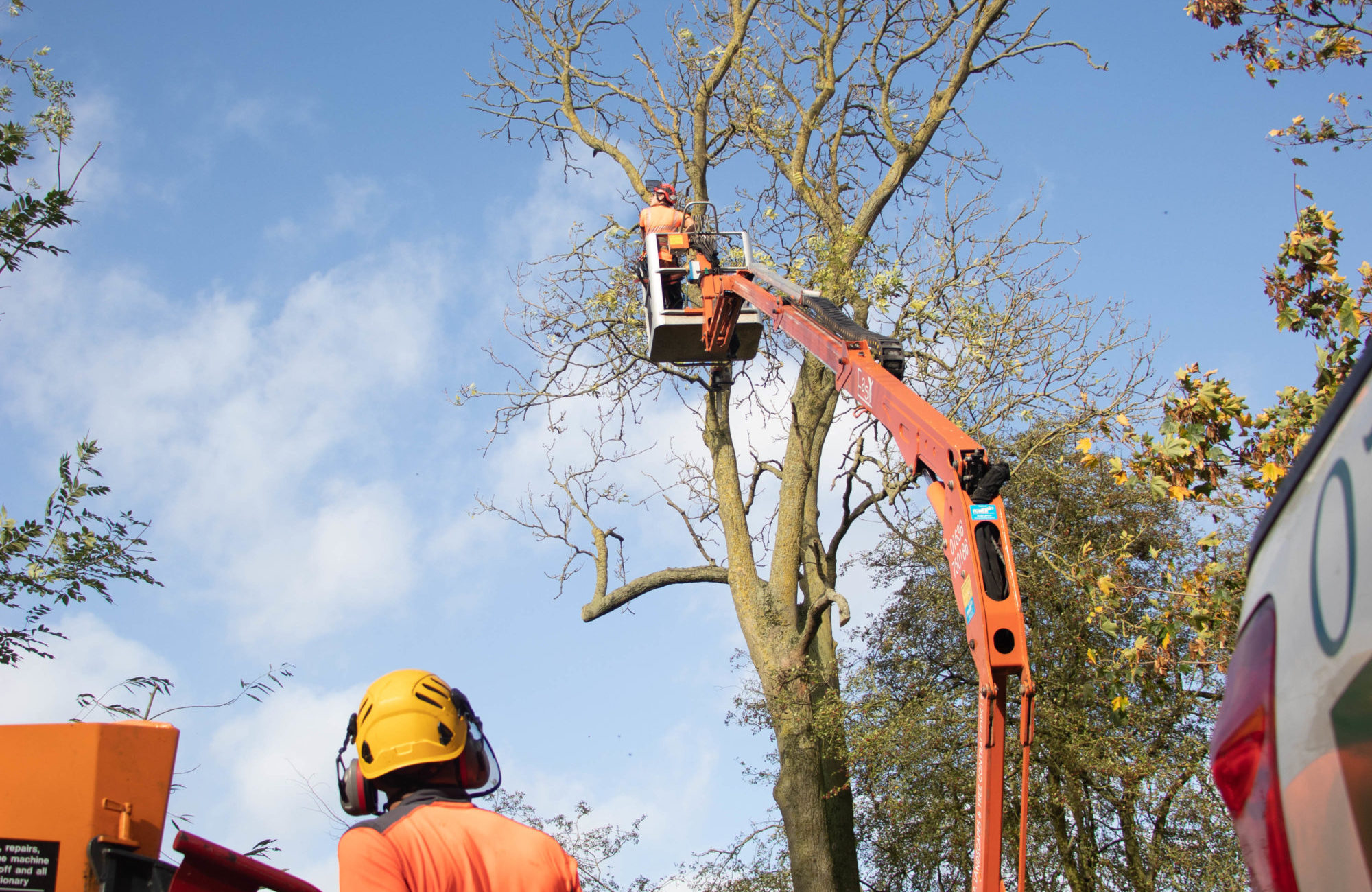 Does My Tree Need Reducing? | Directree