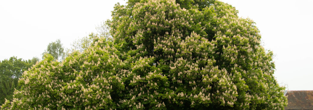 Whats The Difference Between Deciduous And Coniferous Trees Directree